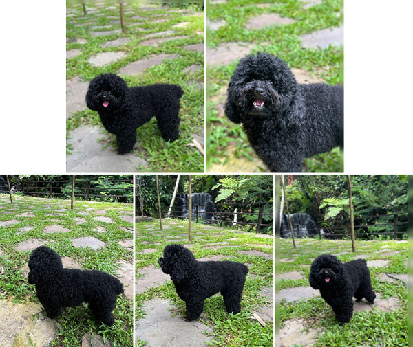 Poodle Stud : Royal Black Foot Cook Panda - Anjing Poodle - AnjingKita.ID